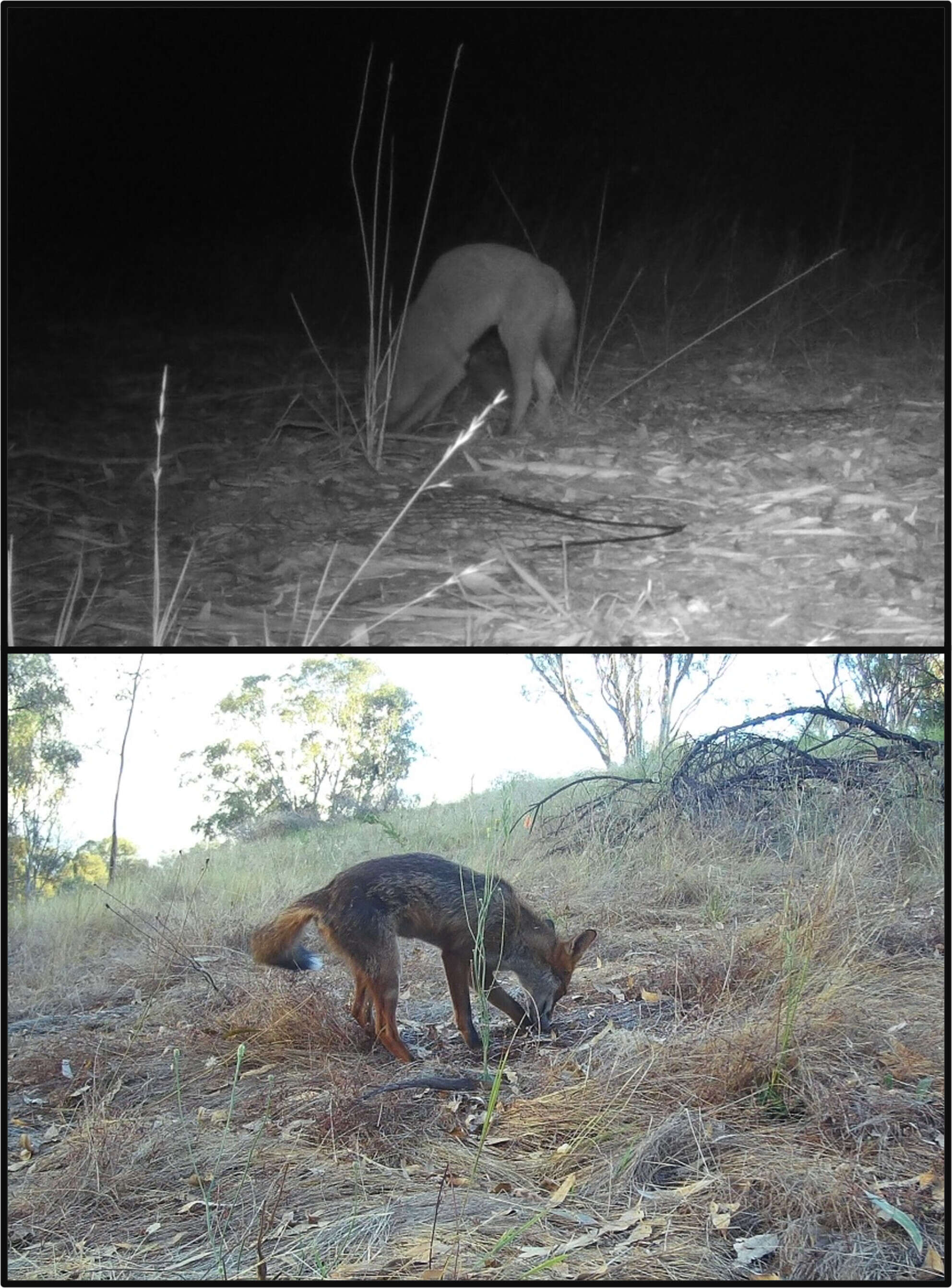 Australian researcher Ligia Pizzatto is teaching foxes to vomit on ...