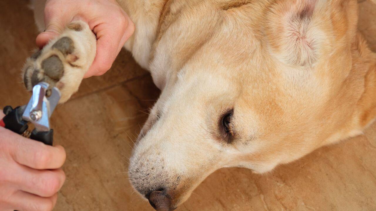 Can cutting nails make your pets upset and stressed - The Times of India