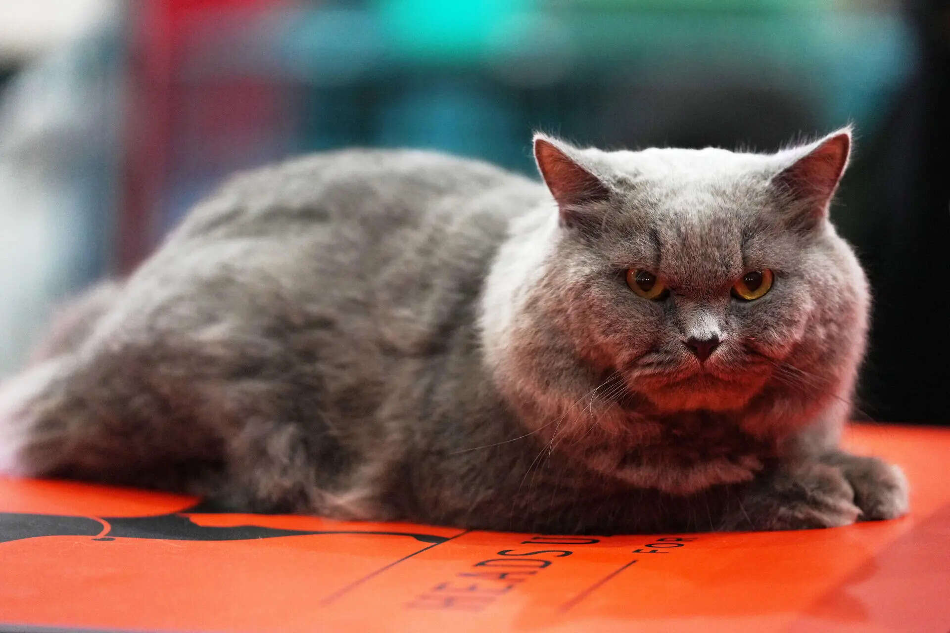 The family cat may be ageing more like humans than anyone realised, and ...