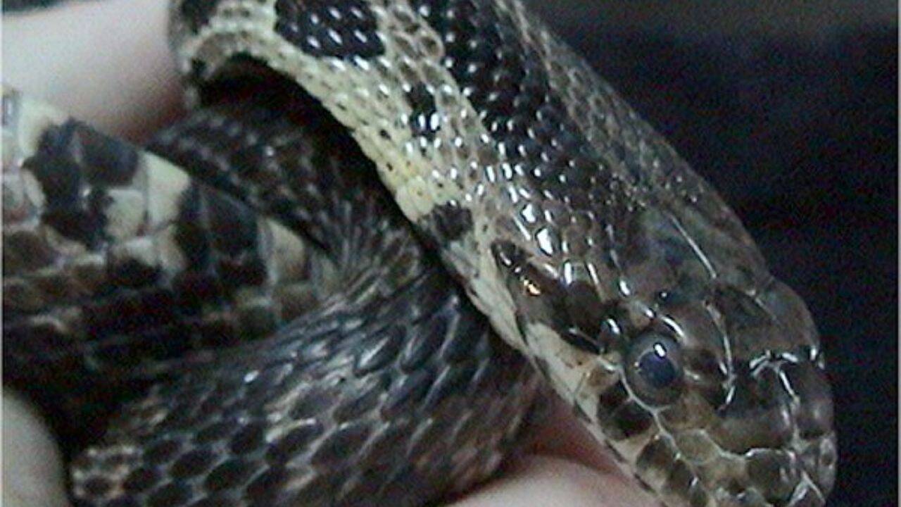 5 most snake-filled bodies of water in Ohio: Lake Erie, Mosquito Creek ...