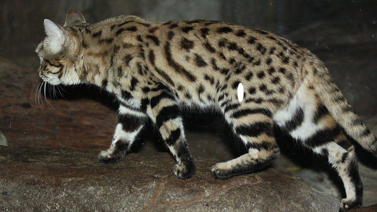 7 Smallest wild cats in the world: Rusty-spotted cat, Black-footed cat ...