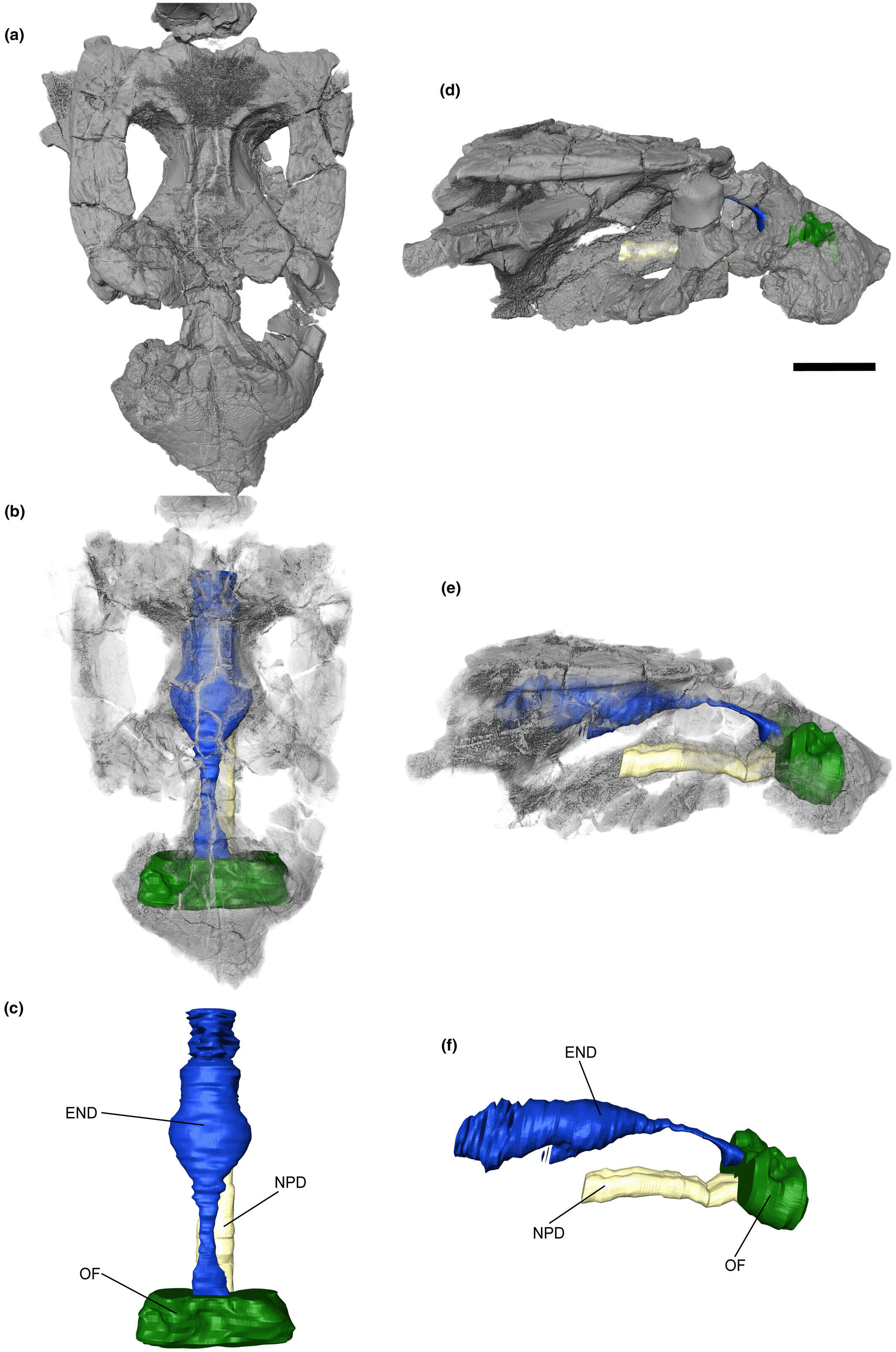 Crocodile brains have barely changed in 100 million years, with scans ...