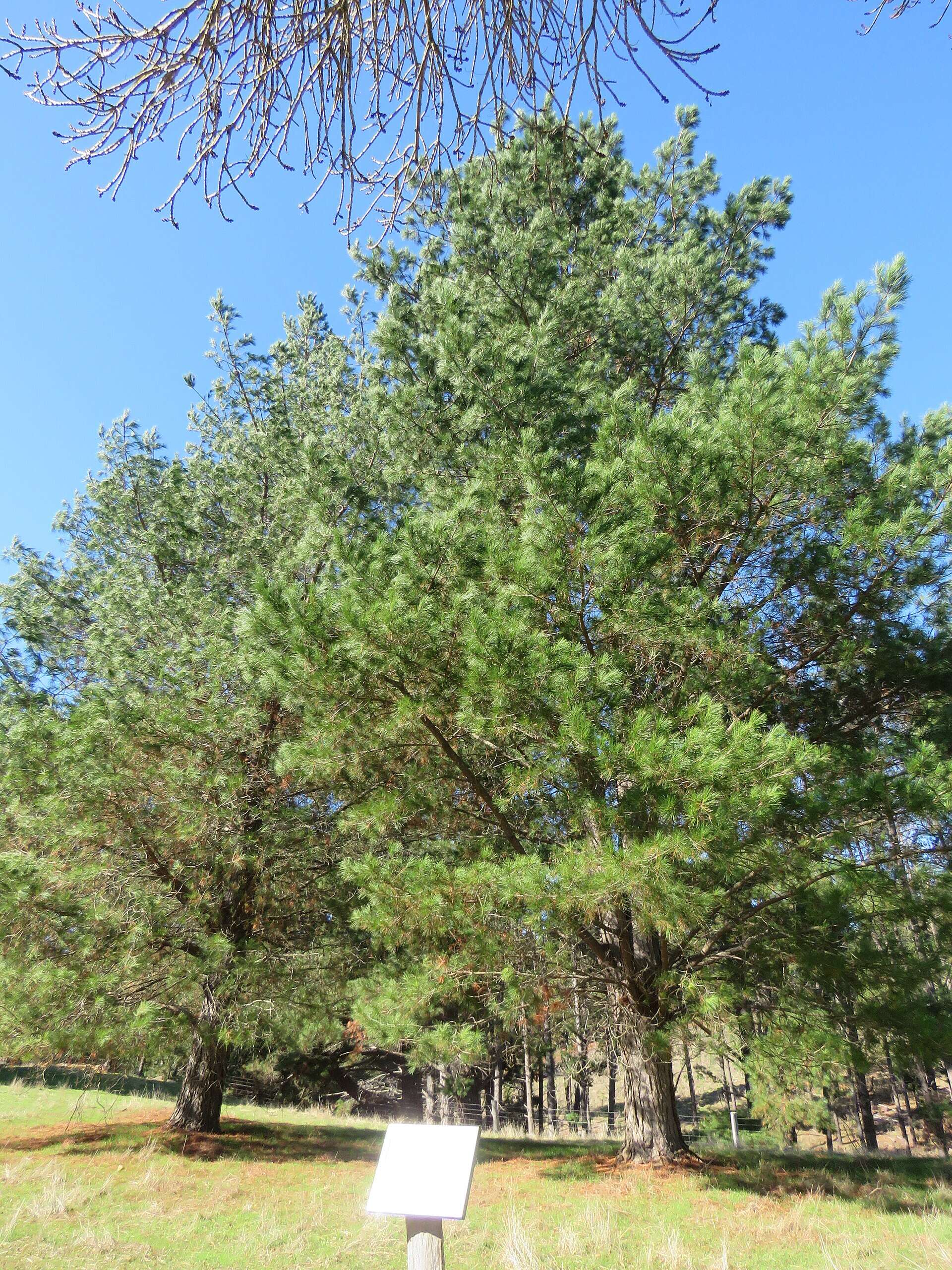 New Zealand in the 1850s planted millions of Monterey pines for timber ...