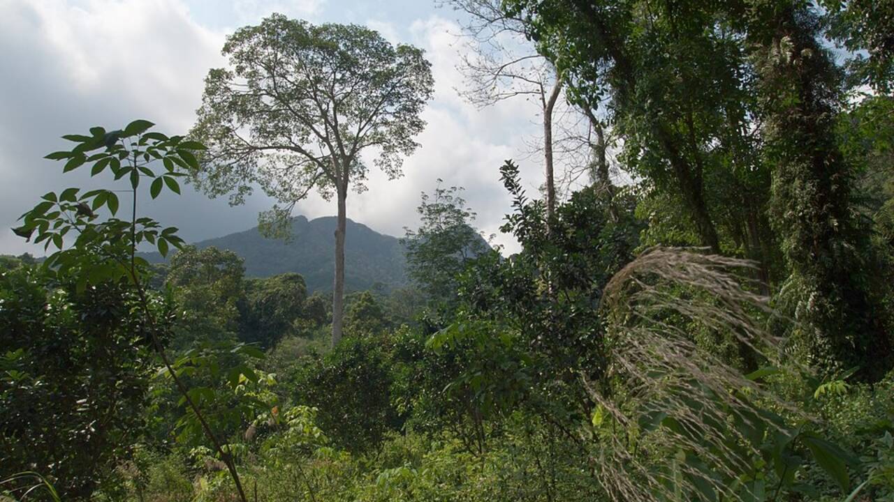 Discover How Malaysia's Giant Rainforest Trees Survive Drought with ...