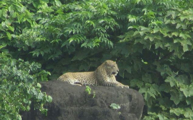 Leopard strays in Thane city | Thane News - Times of India