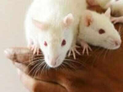 Rats nibble at body in Kasturba morgue at Bhopal, kin shocked & stunned ...