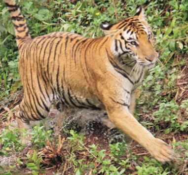 Tiger cub translocated from Pench dies in Kanha | Bhopal News - Times ...