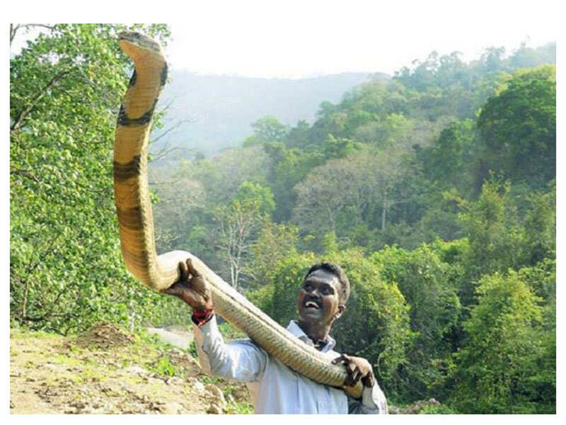 Snake Eating Man In Kerala