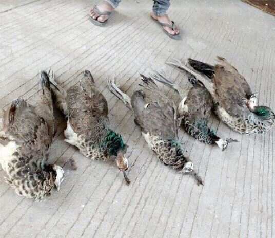 Five peacocks found dead in a village near Olpaad | Surat News - Times ...