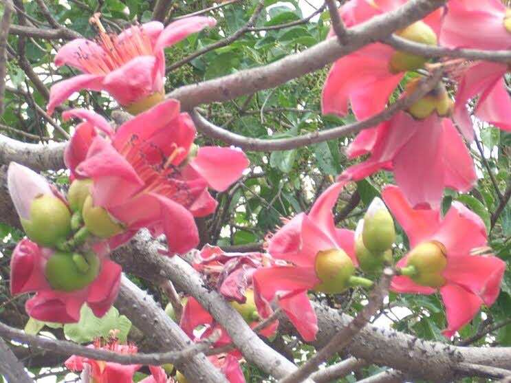 save Semal trees from extinction: Activists join hands to save Semal ...