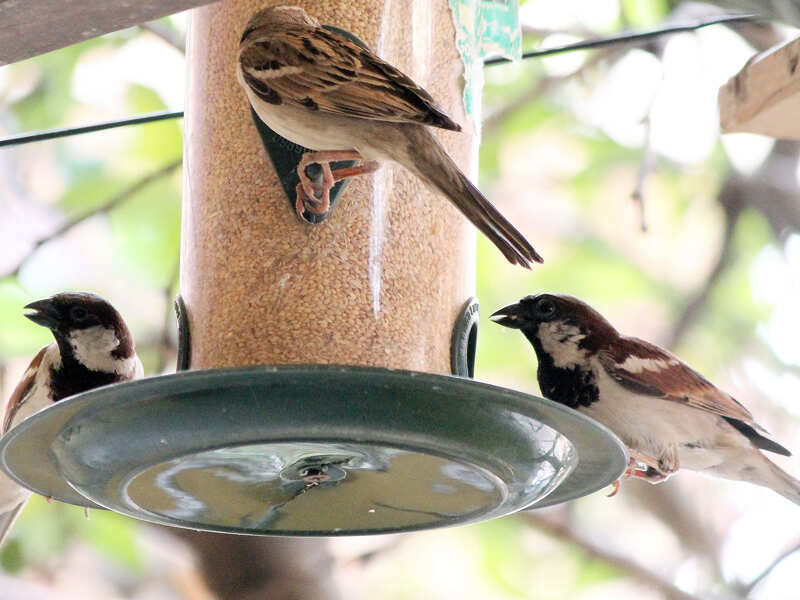 sparrow conservation: Seminary Hills to be sparrow conservation site ...