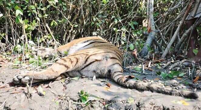 Ramnagar tiger: Post-mortem report says tiger died due to excessive ...