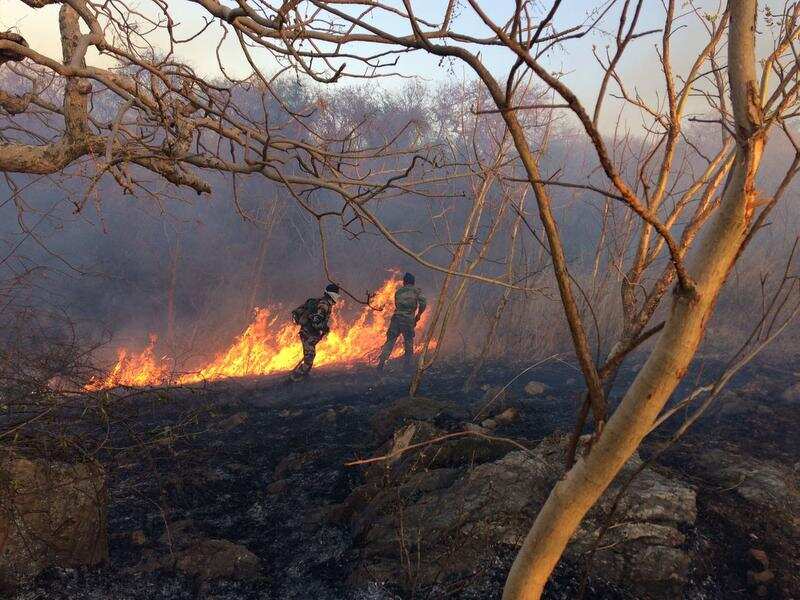 Indian Army douses forest fire | Ahmedabad News - Times of India