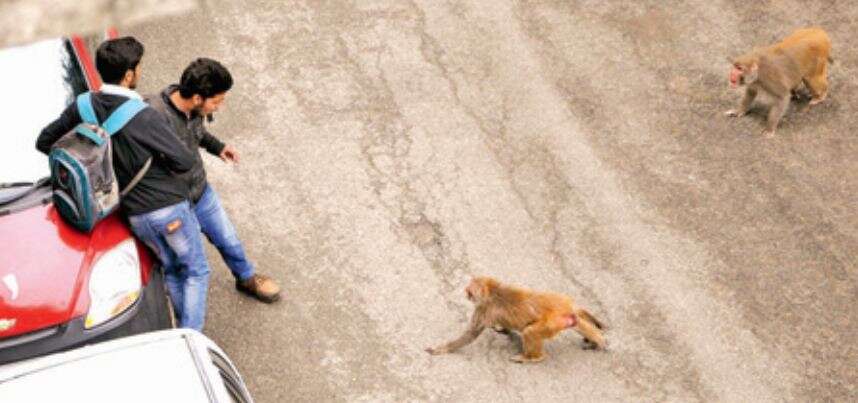 Eco Task Force: Eco task forces to cull monkeys | Shimla News - Times ...