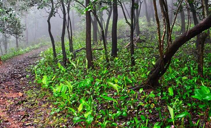 Maharashtra government adds over 91,429 acres as reserved forests ...