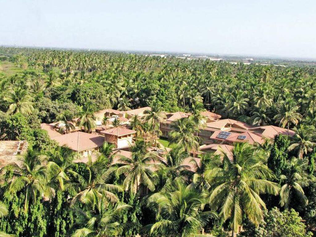 Government to name coconut tree Goa state tree? | Goa News - Times of India