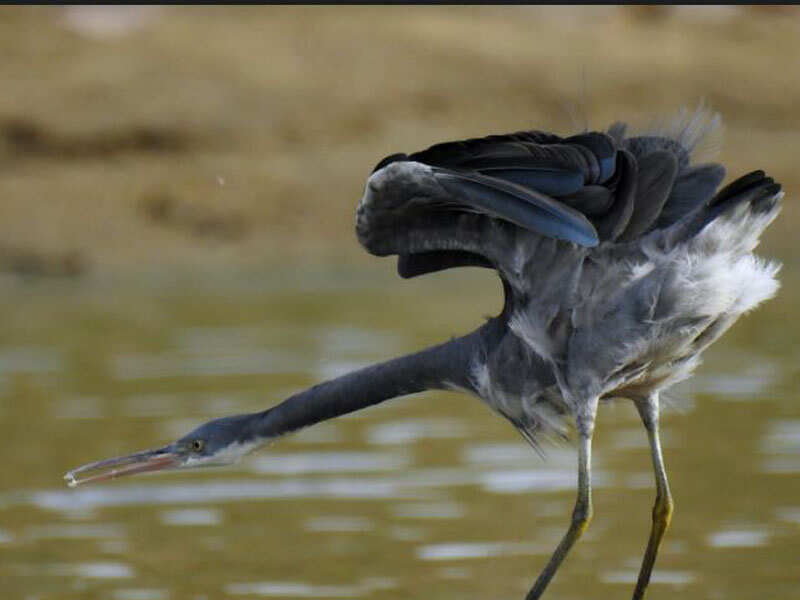 Heron: Avid birdwatcher surprised by visit of reef heron | Jaipur News ...
