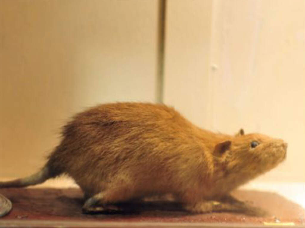 Rats nibble on baby's fingers at Rajasthan hospital | Jaipur News ...