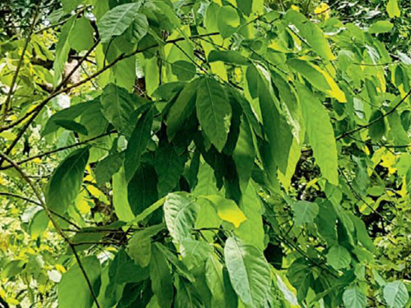 In a first, rainforest trees found in Ranthambore | Jaipur News - Times ...