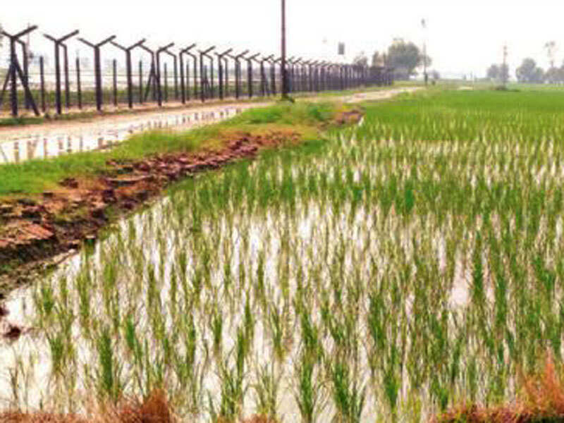BSF helping farmers cultivate paddy in fields beyond border fence ...
