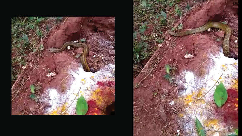 Watch: Snake comes out during Nagula Chavithi rituals | News - Times of ...