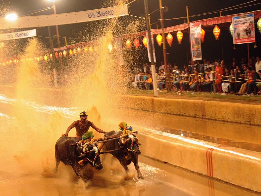Kambala, a tradition that transcends all bounds | Mangaluru News ...