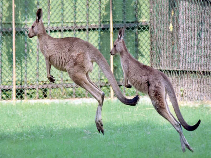 Kangaroos generate most curiosity, but carnivores steal the show at zoo ...