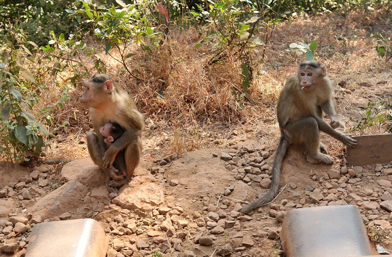 Body of 11 monkeys found stuffed in bags | Jaipur News - Times of India