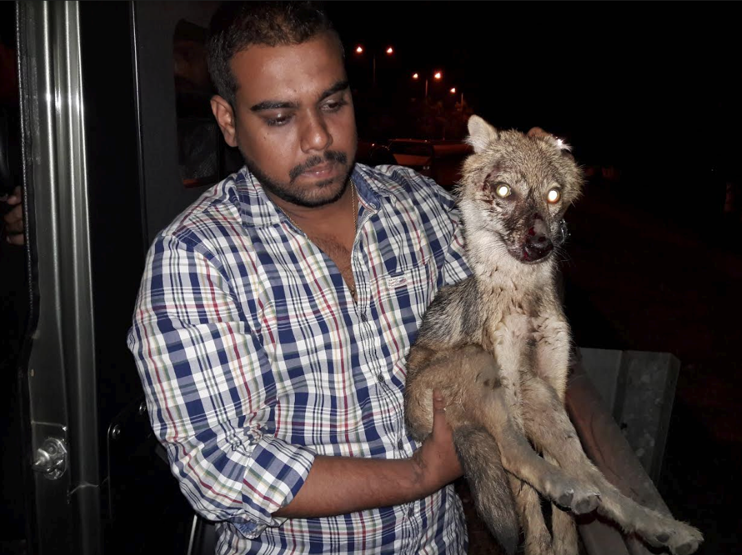 Jackal injured in road accident recovers | Navi Mumbai News - Times of ...