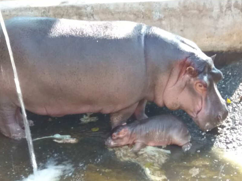 Bannerghatta Biological Park: Hippo calf added to Bannerghatta zoo ...