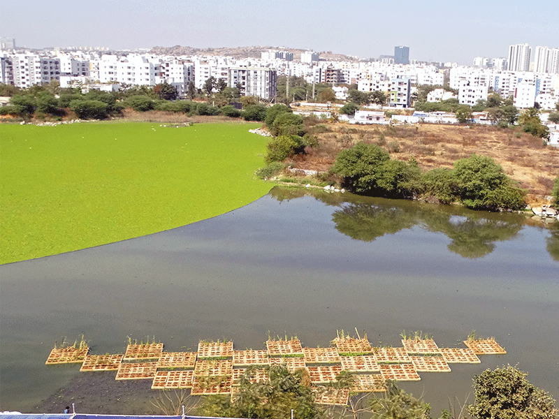 Hussain Sagar: Floating islets of wetland plants to breathe life into ...