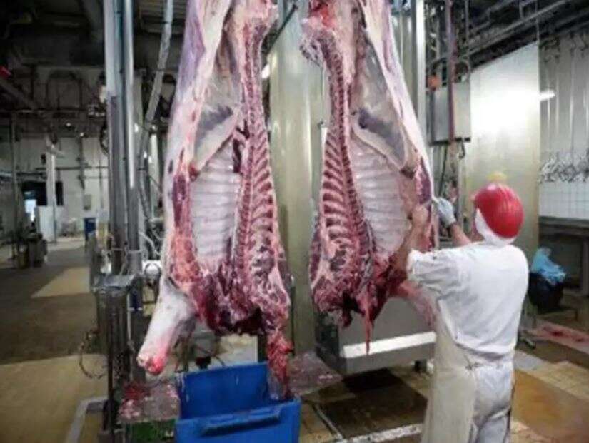 Illegal cattle slaughter: 7,000 cattle illegally slaughtered to produce ...