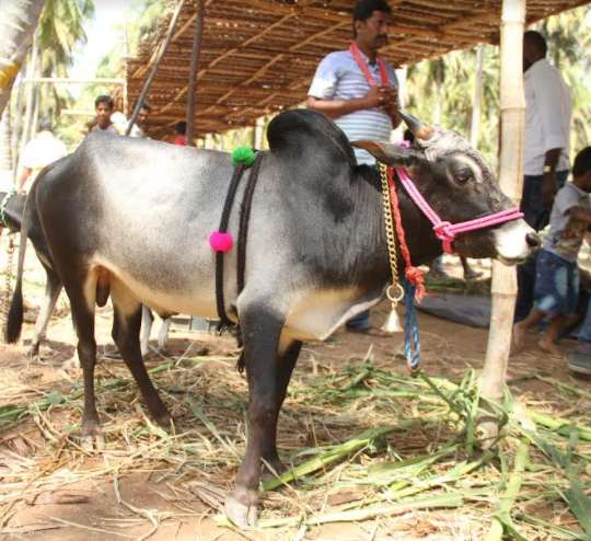 Pollachi: Native cows steal show at Pollachi cattle fair | Coimbatore ...