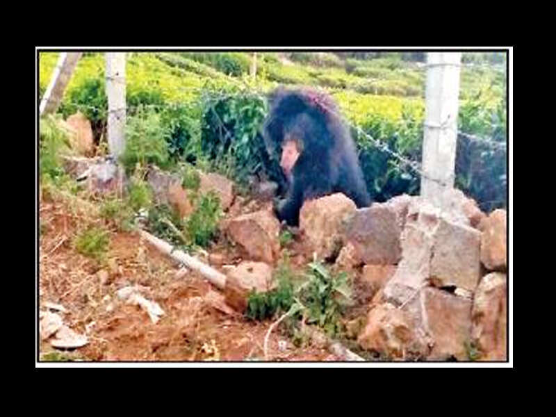 udhagamandalam forest department: Sloth bear trapped in wire fence ...