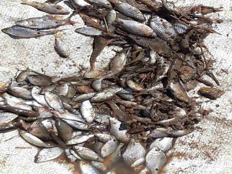 Scores of fish dead in Hemavati, lifeline of Bengaluru and Mysuru ...