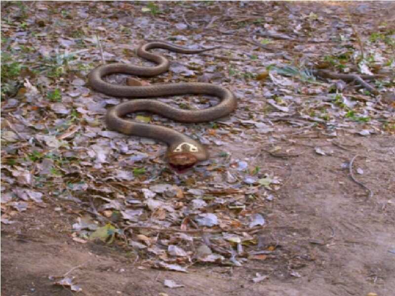 Nandini written update, April 30, 2018: Nandini loses her powers ...