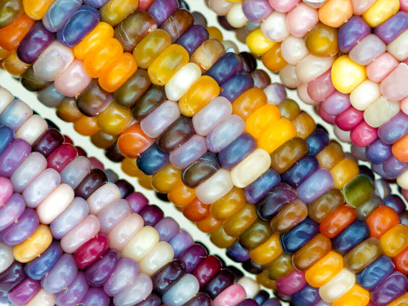 Is Glass Gem Corn real and can one eat it?