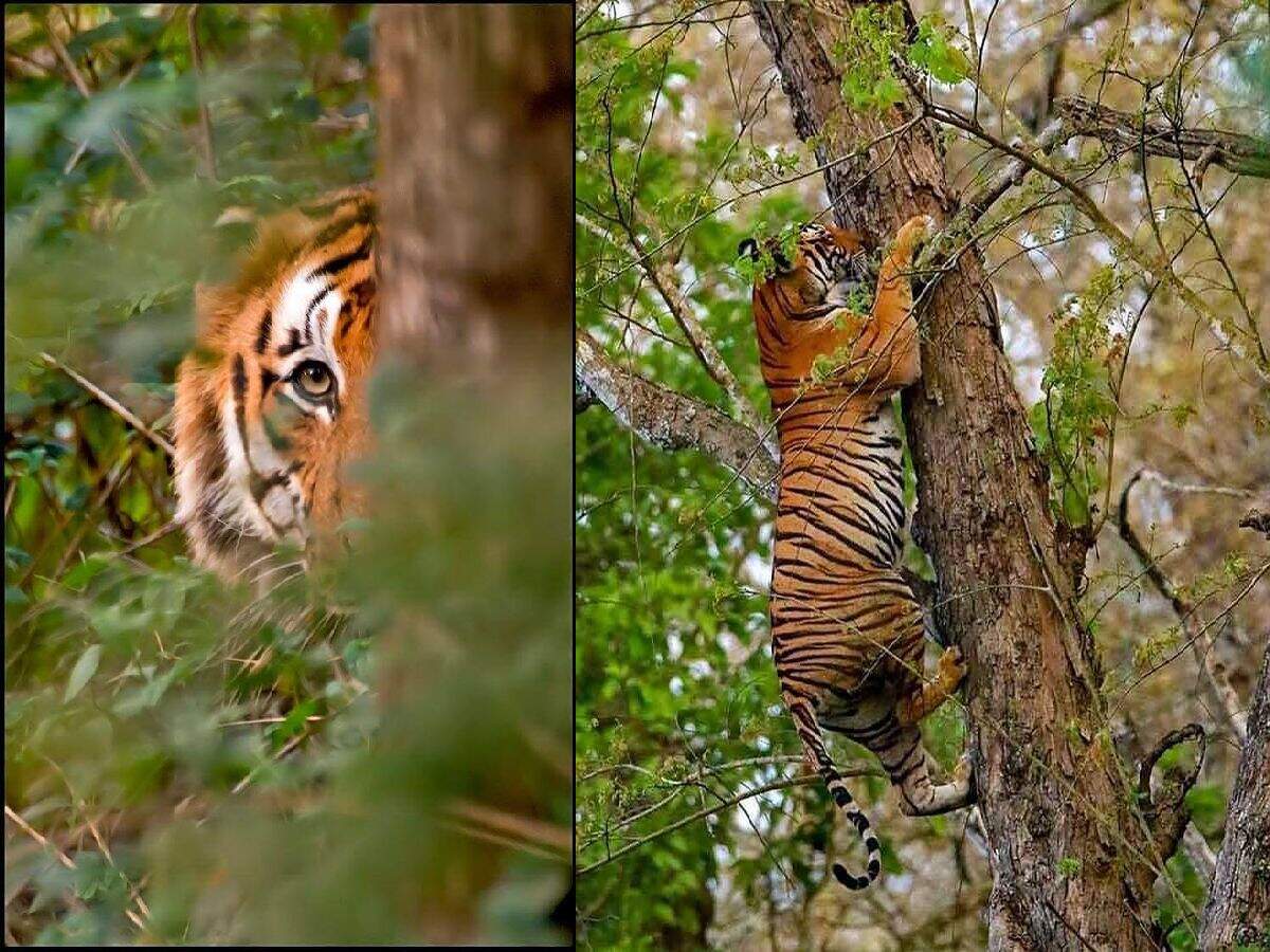 It is not just about one tigress, it is about an entire species: Sadaa ...