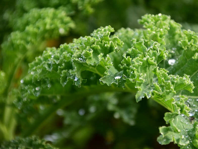 What is kale and why this veggie has suddenly become popular