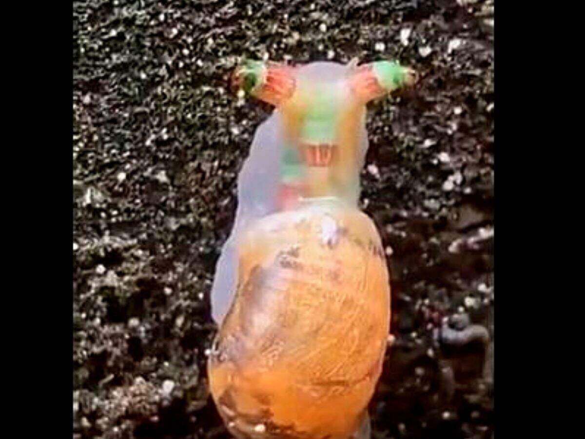 Zombie Snail Is Breaking The Internet With Its Freaky Transparent Zombie Snail Is Breaking The Internet With Its Freaky Transparent