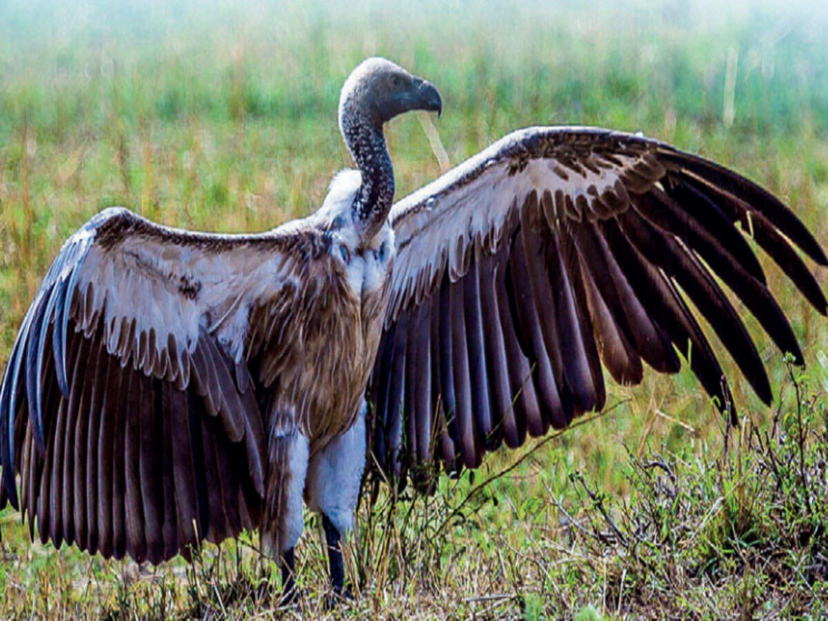 Vulture Symbolism: 20 Spiritual Meanings Of Vulture, 47% OFF