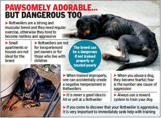 Are Rottweilers Really Aggressive