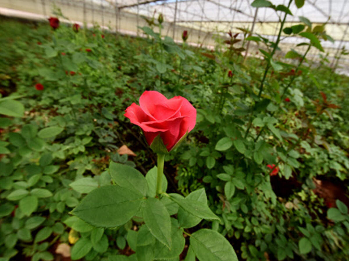 Rose Flower Farming In India | Best Flower Site