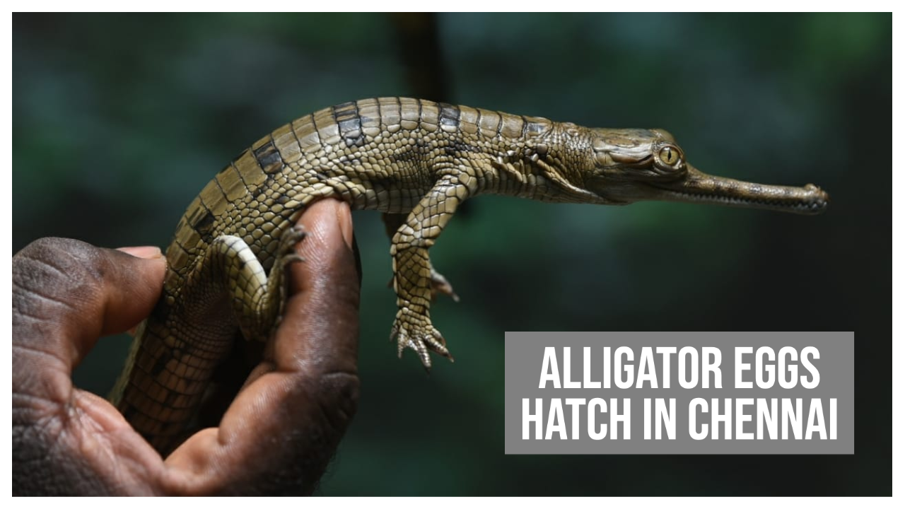 Baby Gharial Hatching