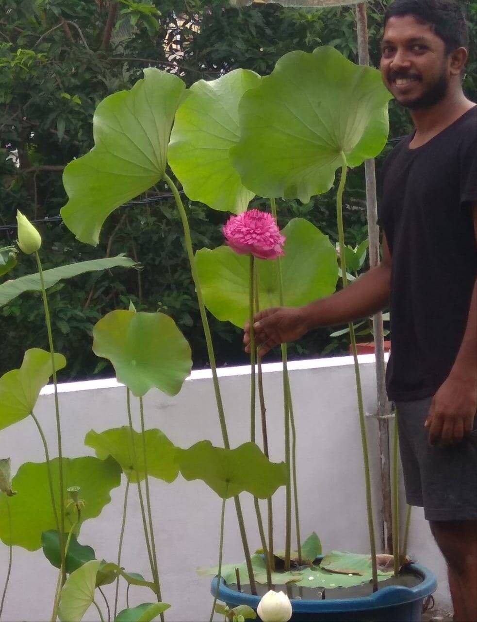 1000 Petal Lotus Flower | Best Flower Site