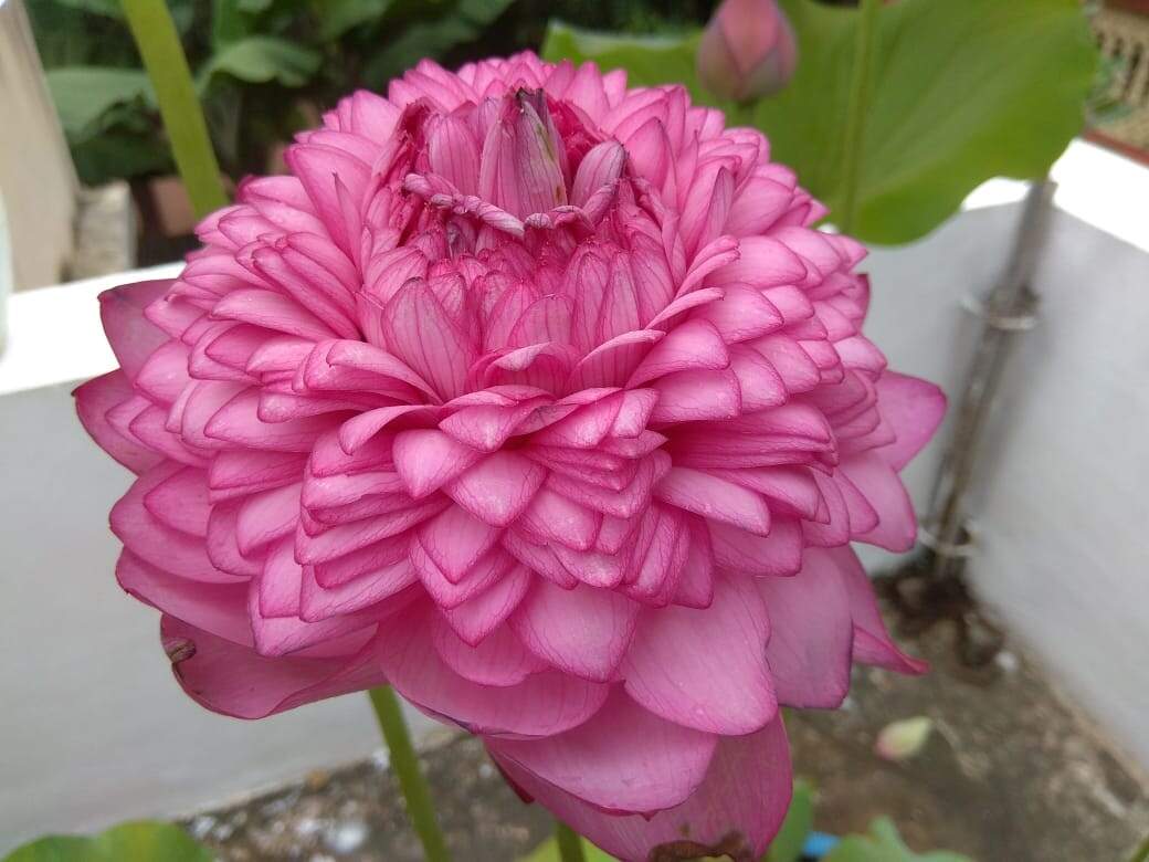 1000 Petal Lotus Flower | Best Flower Site