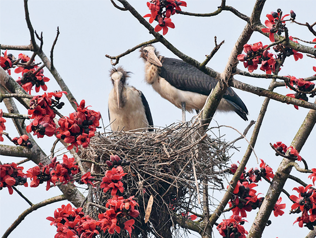 ‘My grandmother first showed me a hargila — today, women protect it ...