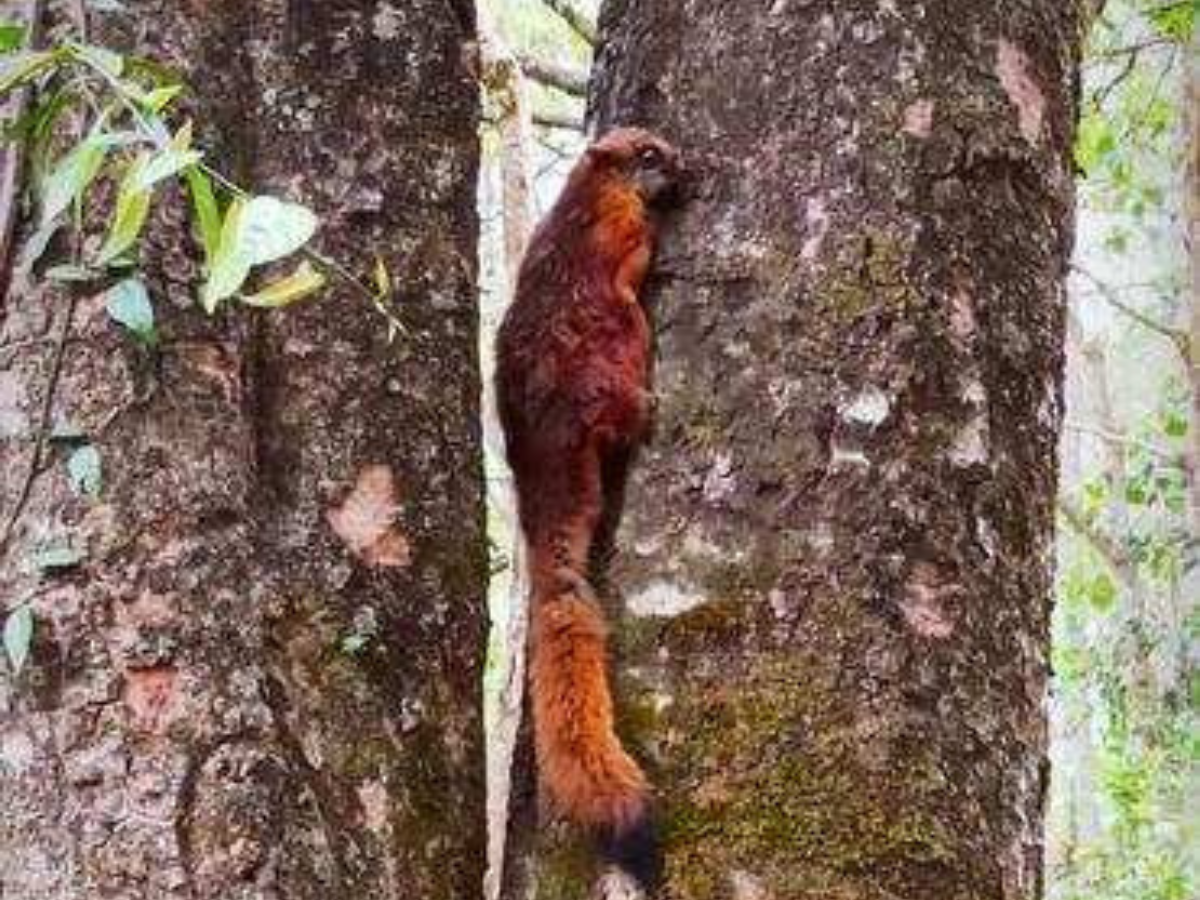 Woolly Flying Squirrel