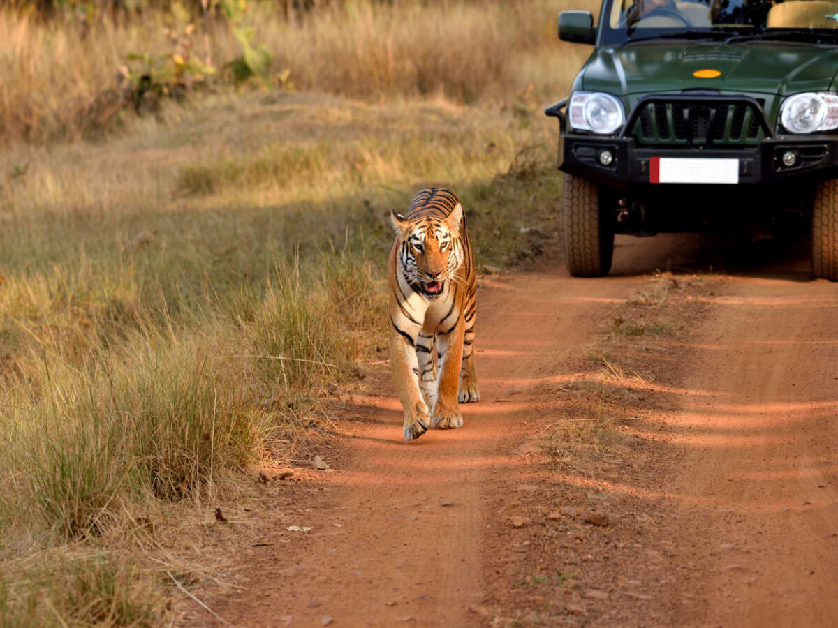 5 offbeat wildlife destinations in India | Times of India Travel