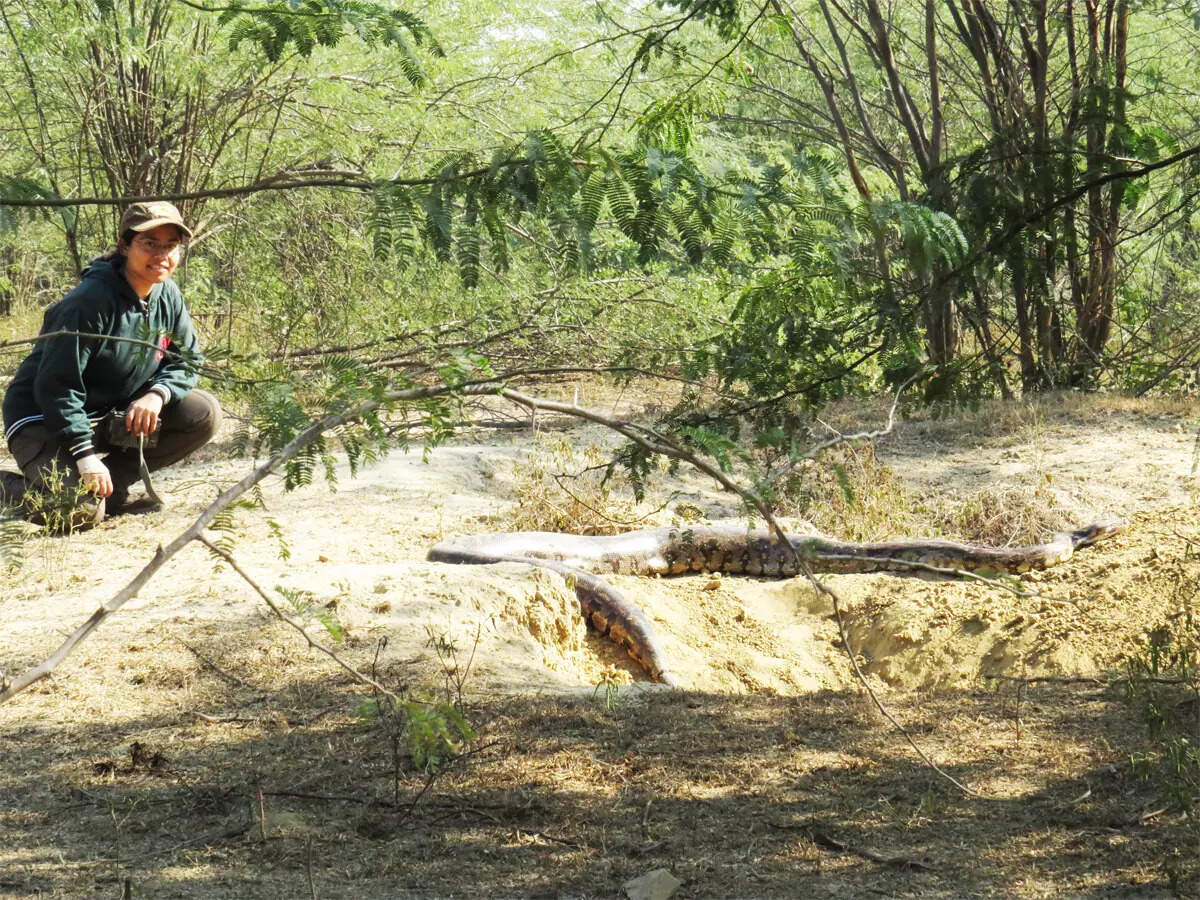 ‘Pythons live at peace with porcupines in burrows — science encourages ...